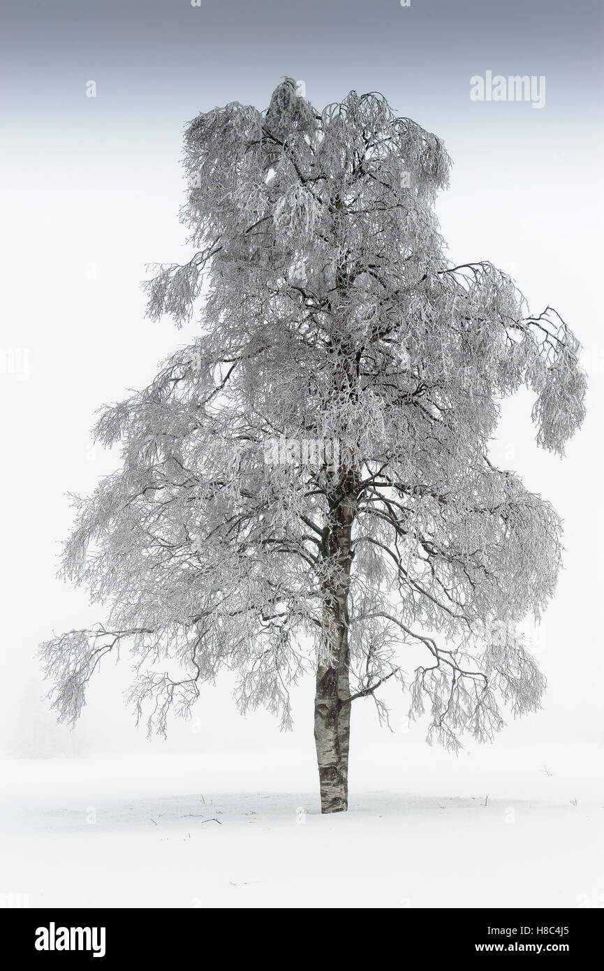 Birch (Betula sp) tree in the snow, Eifel National Park, Ardennes ...