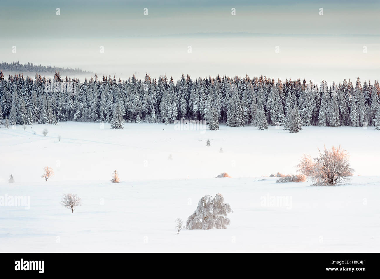 Spruce (Picea sp) in misty winter landscape, Eifel National Park ...