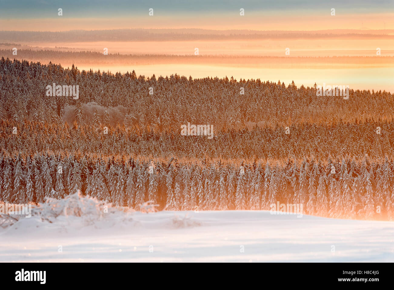 Spruce (Picea sp) in misty winter landscape, Eifel National Park ...