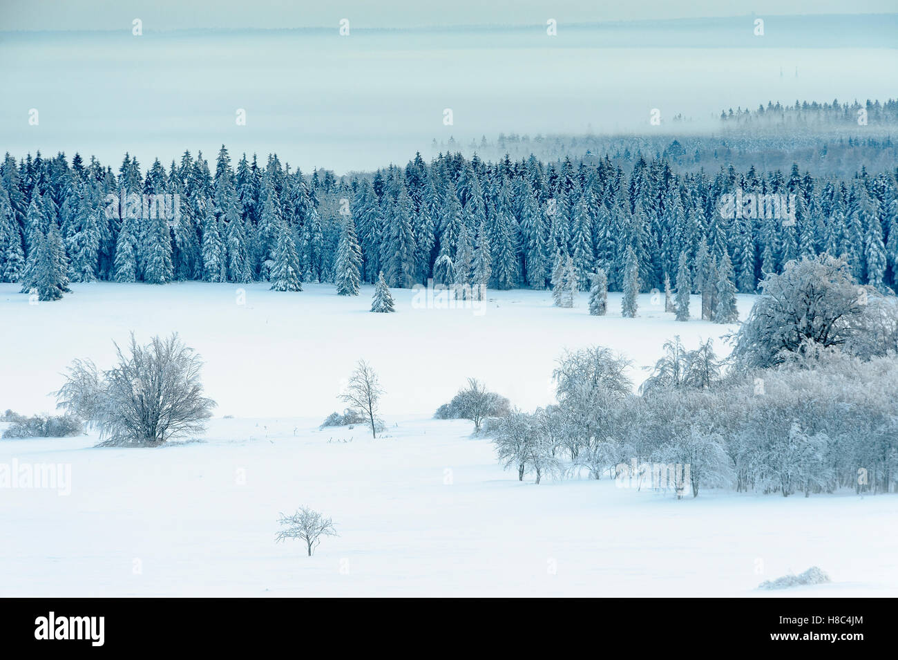 Misty winter landscape, Eifel National Park, Ardennes, Liege, Belgium ...
