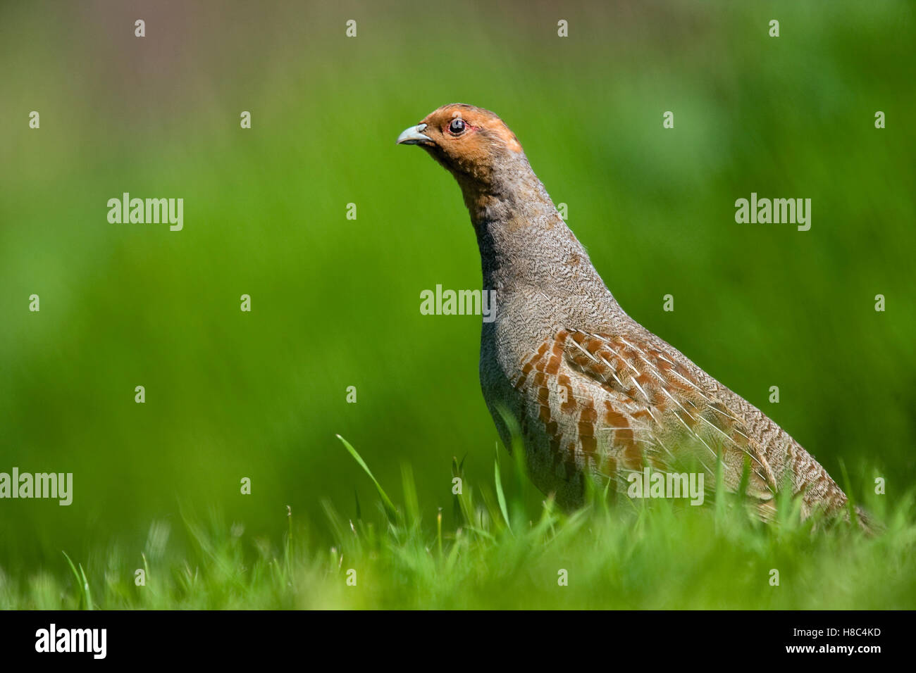 European Partridge (Perdix perdix), Netherlands Stock Photo - Alamy