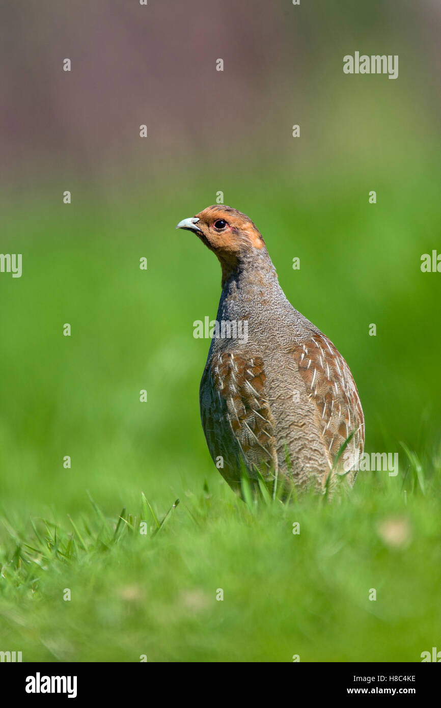 European Partridge (Perdix perdix), Netherlands Stock Photo - Alamy
