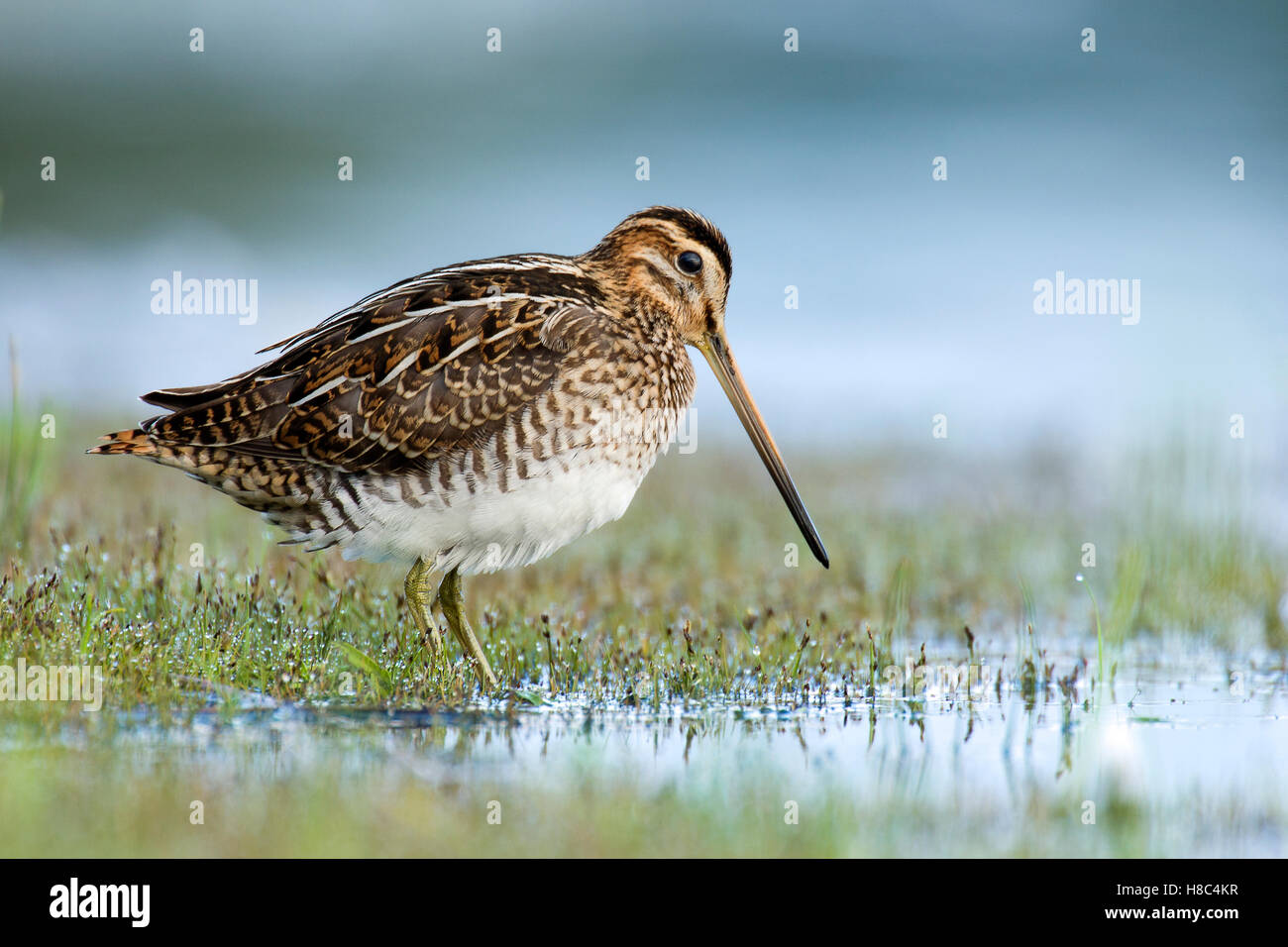 Common Snipe (Gallinago gallinago) foraging, Netherlands Stock Photo ...
