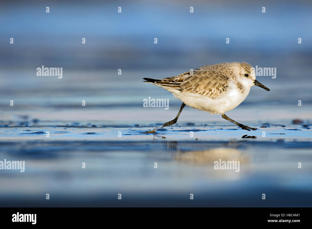 Sanderling (Calidris alba) running, United Kingdom Stock Photo - Alamy