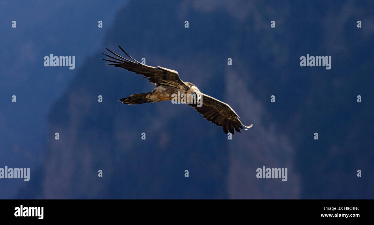 Bearded Vulture (Gypaetus barbatus) flying, Pyrenees, Spain Stock Photo ...