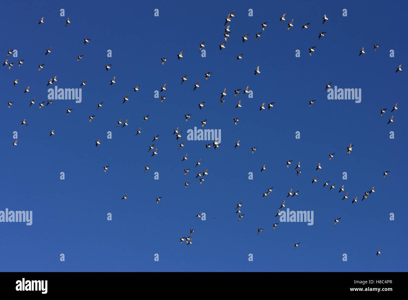 Little Auk (Alle alle) flock flying, Svalbard, Norway Stock Photo - Alamy