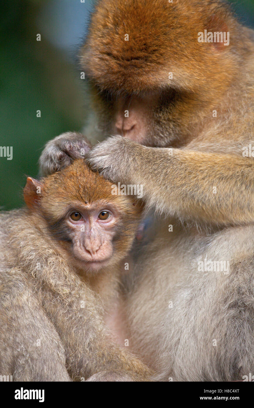 Barbary Macaque (Macaca sylvanus) mother grooming baby, Salem, Lake Constance, Germany Stock ...