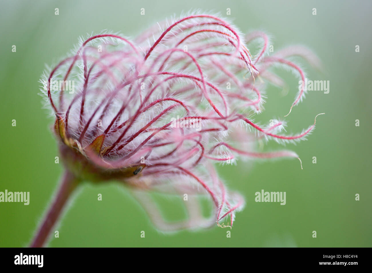Creeping Avens (Geum reptans) withered, Muotathal, Schwyz, Switzerland ...