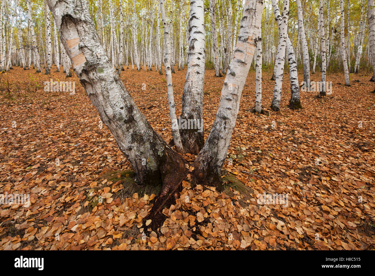 Birch (Betula sp) forest, Inner Mongolia Autonomous Region, China Stock ...