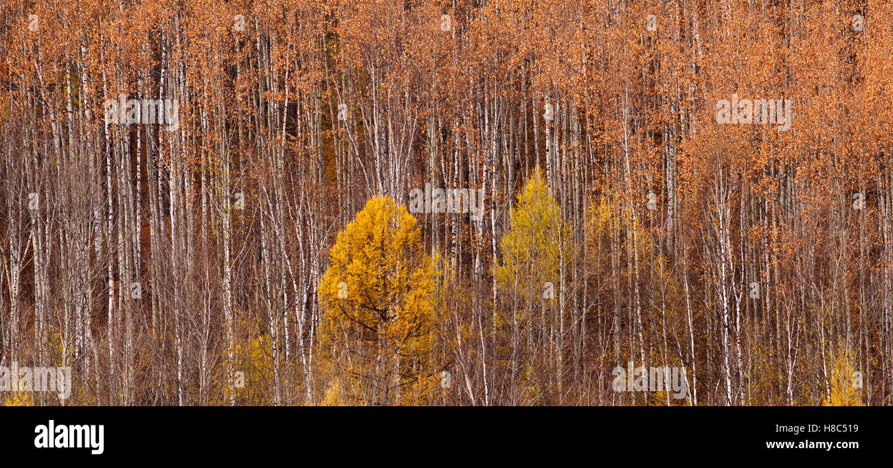 Birch (Betula sp) forest in autumn, Moerdaoga, Inner Mongolia ...