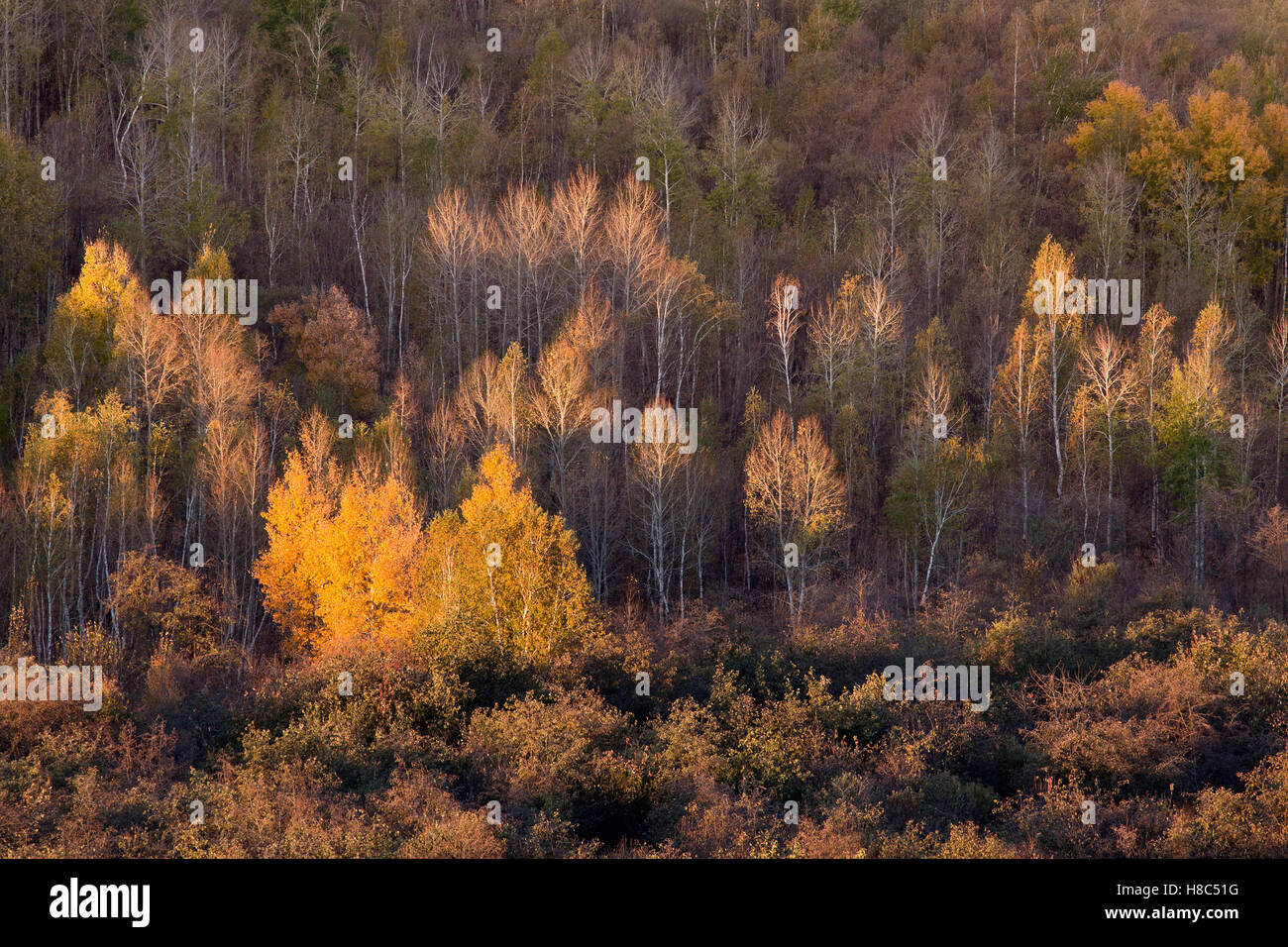 Birch (Betula sp) forest at sunrise, Inner Mongolia Autonomous Region ...