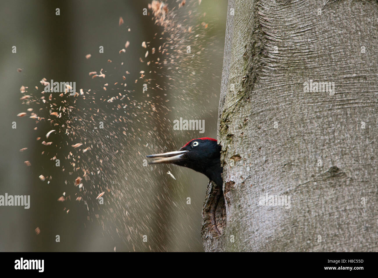 Black Woodpecker (Dryocopus martius) making nest cavity, Friesland ...