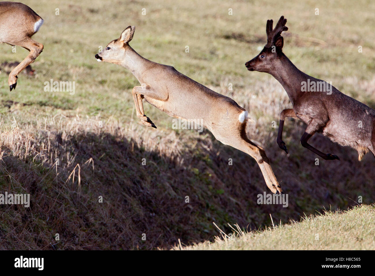 Western Roe Deer (Capreolus capreolus) jumping over ditch, Friesland ...