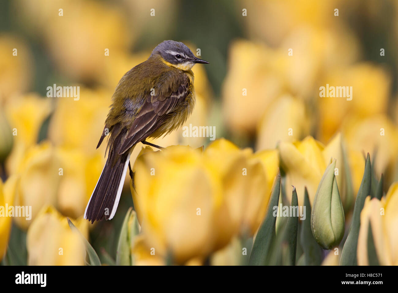 Blue-headed Wagtail (Motacilla flava) perched on yellow tulip ...