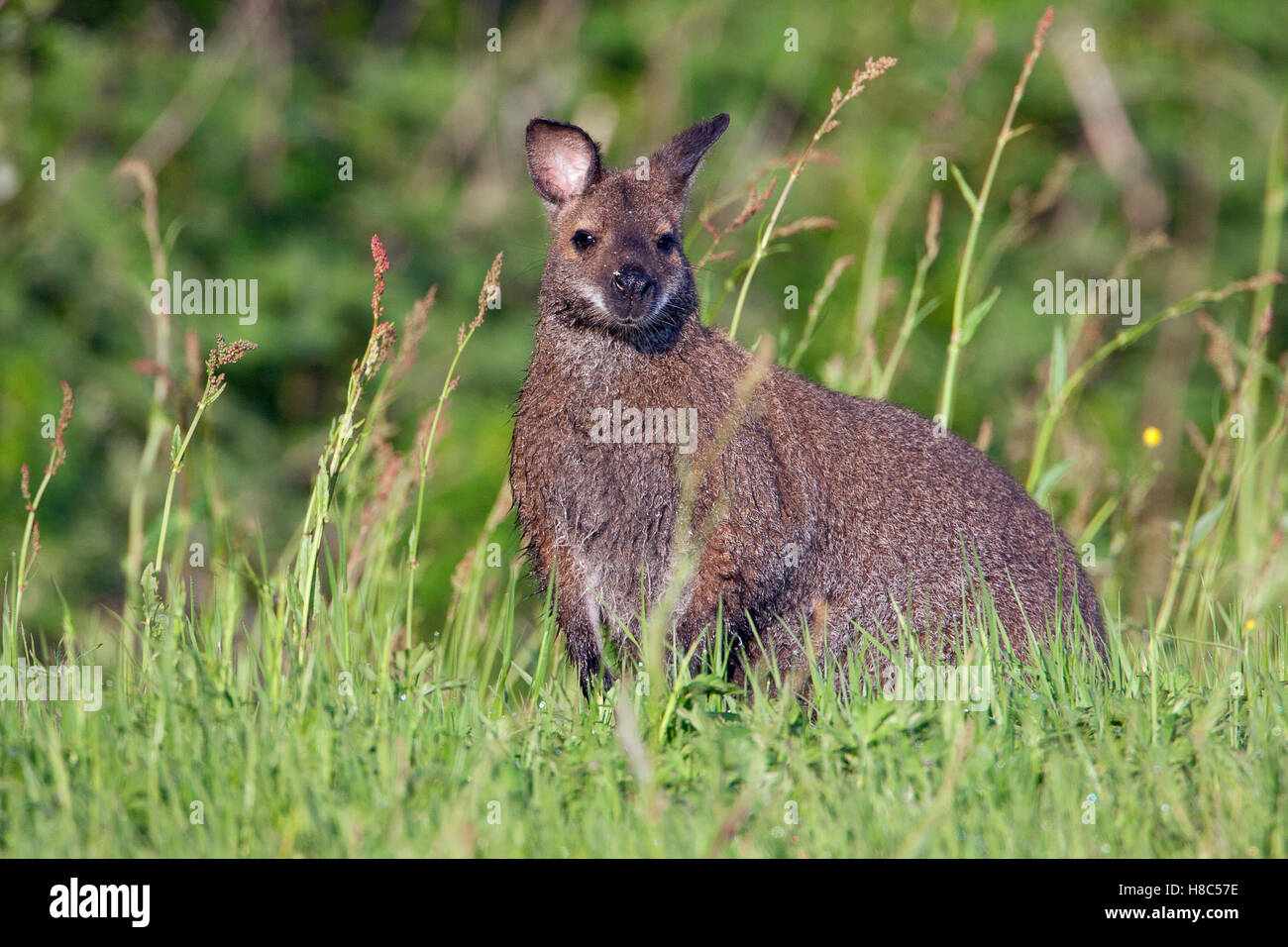Red-necked Wallaby (Macropus rufogriseus) part of a colony that began ...