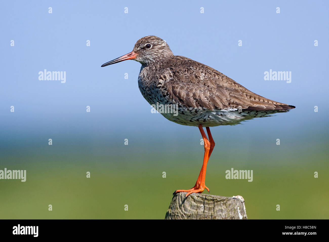 Common Redshank (Tringa totanus) standing on fence post, Arkemheen ...
