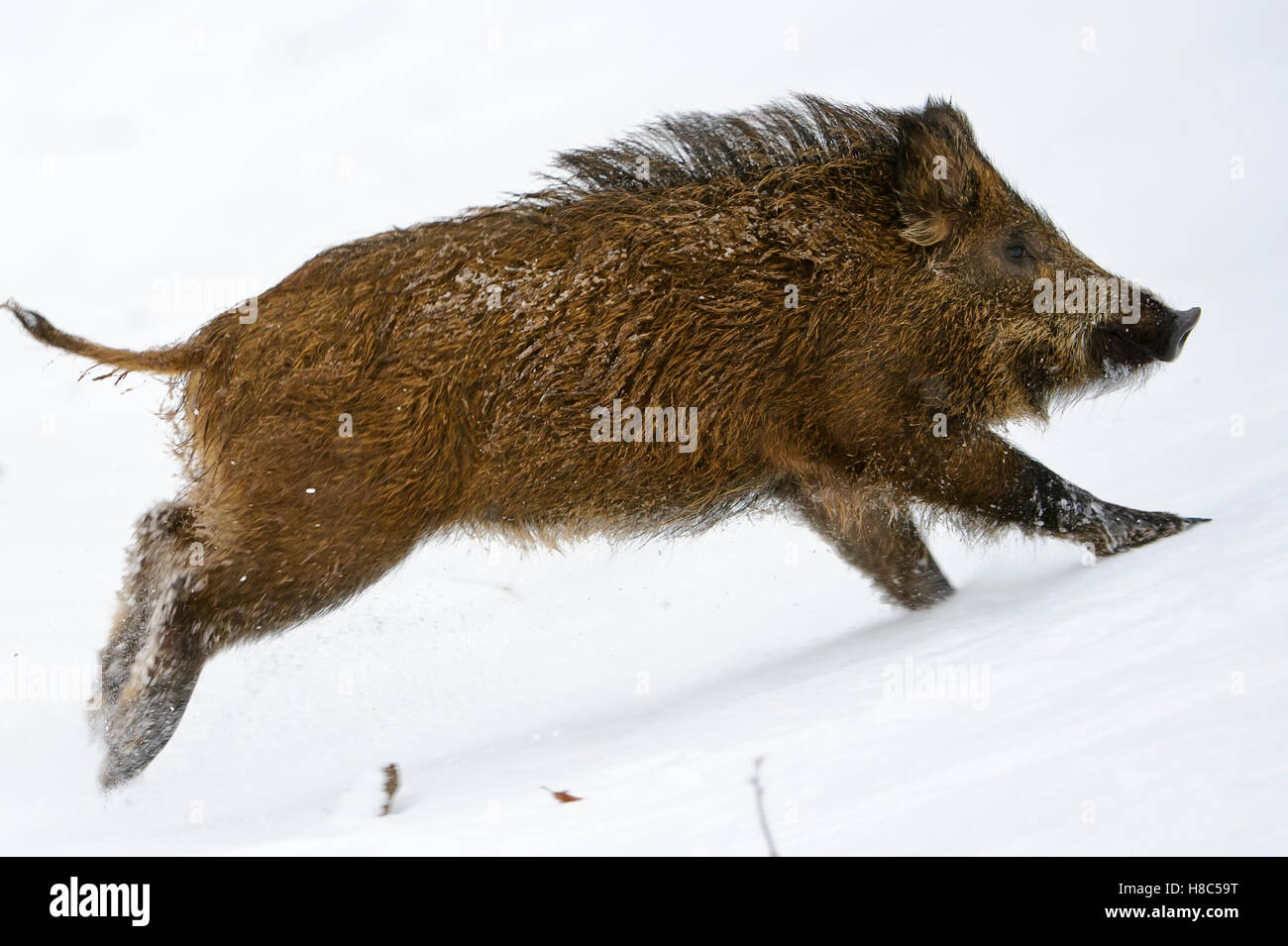Wild Boar (Sus scrofa) running through snow, Lower Saxony, Germany ...