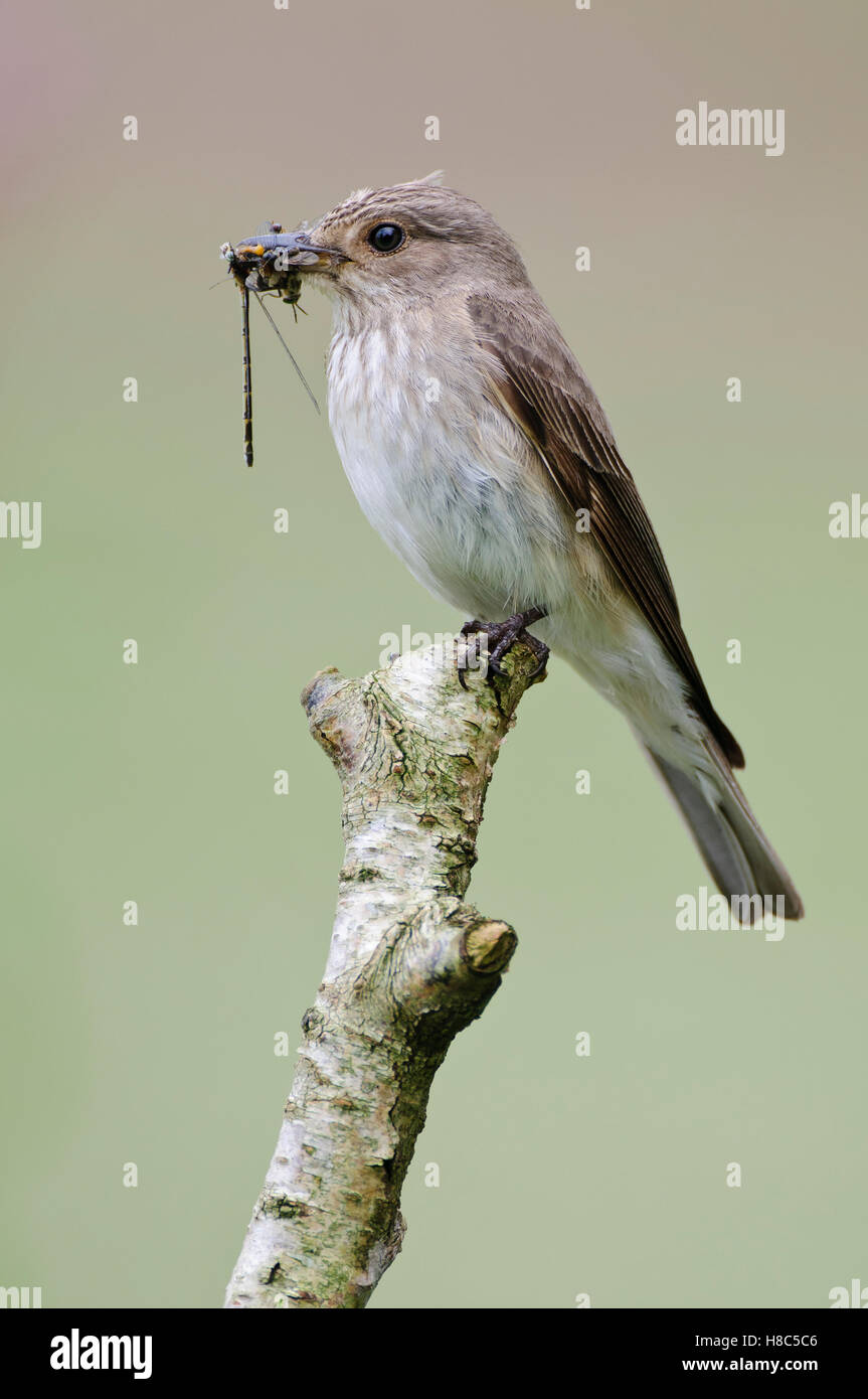 Spotted Flycatcher (Muscicapa striata) with damselfly prey Stock Photo ...