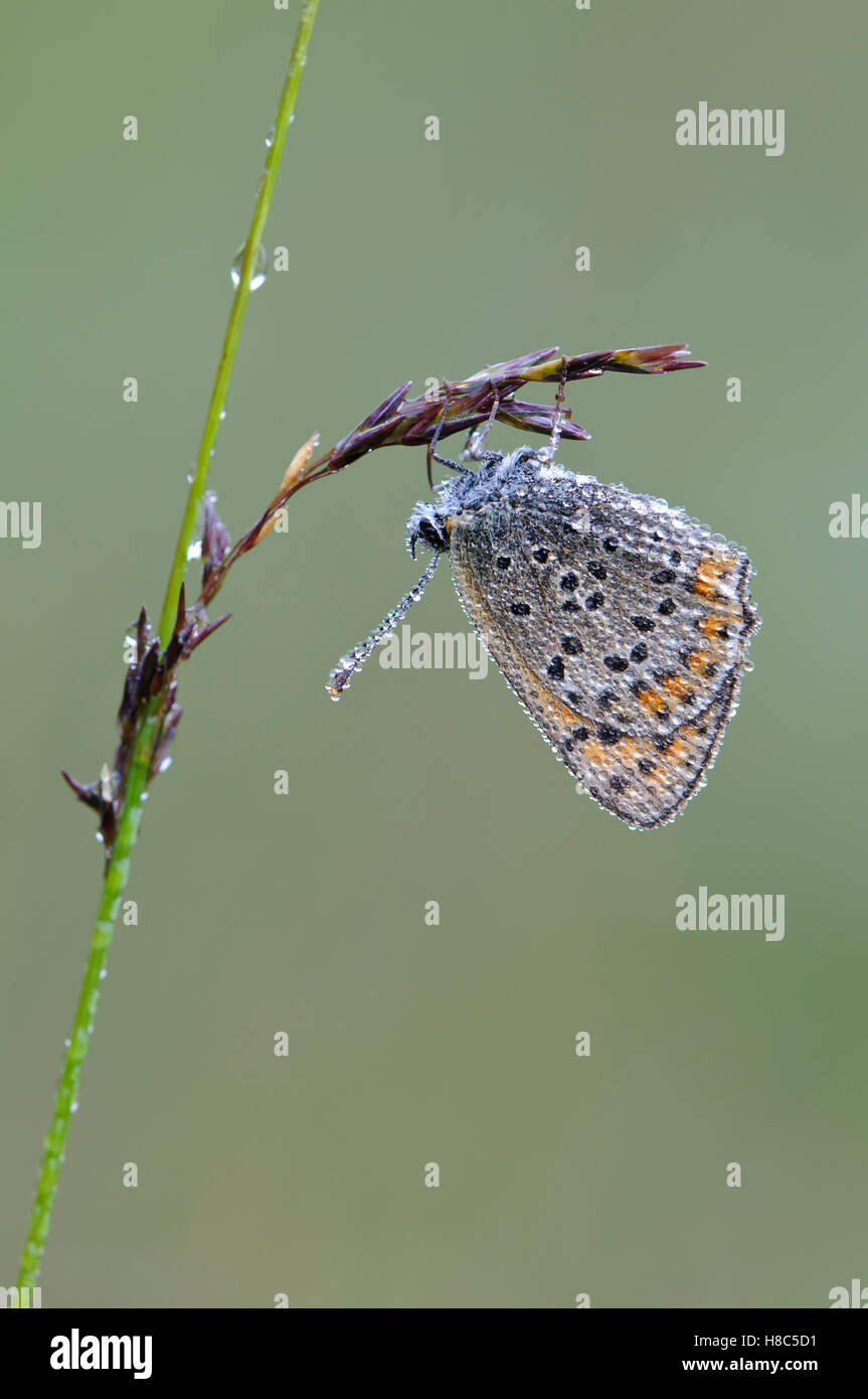 Sooty Copper (Lycaena tityrus) butterfly covered in dew Stock Photo - Alamy