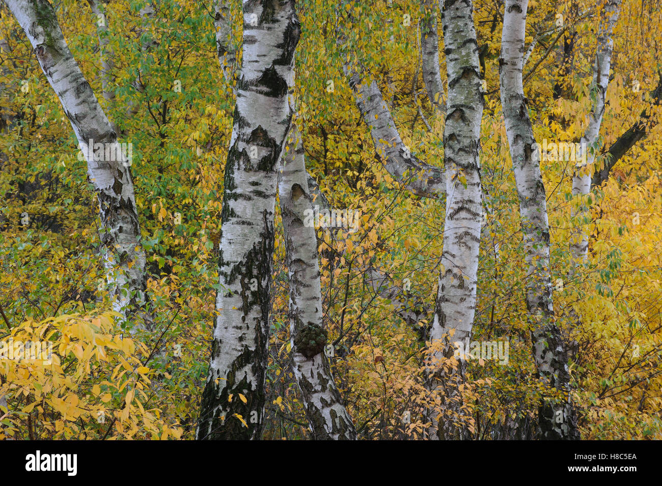 Birch (Betula sp) trees Stock Photo - Alamy
