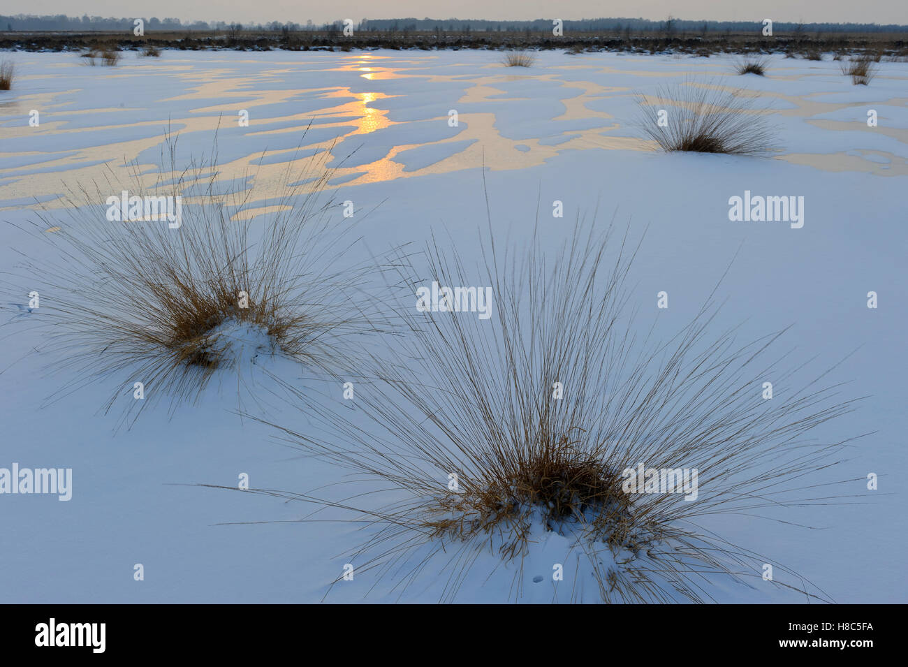 Snow-covered clumps of grass, Goldenstedt, Lower Saxony, Germany Stock ...