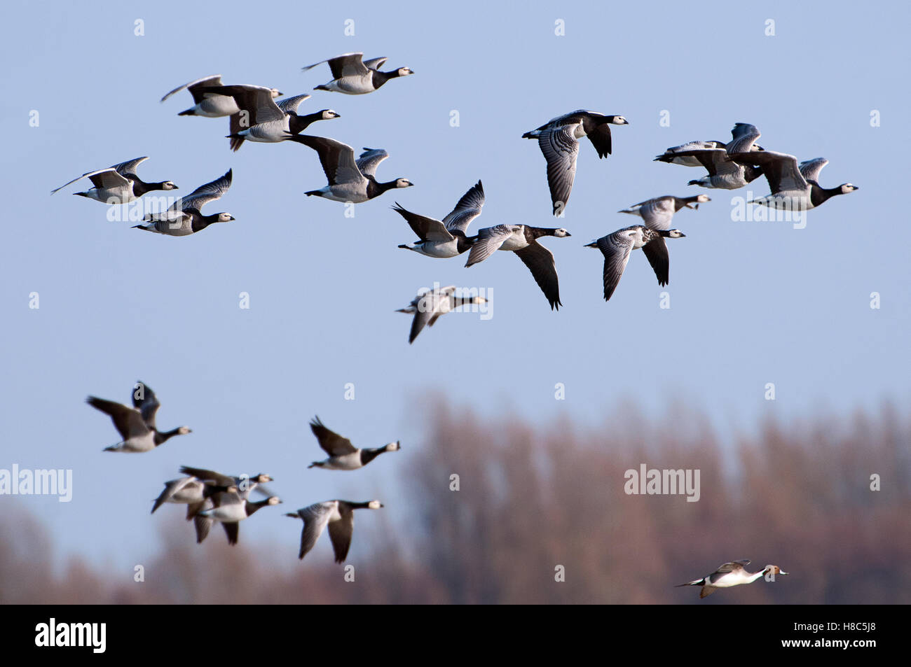 Barnacle Goose (Branta leucopsis) group flying Stock Photo - Alamy