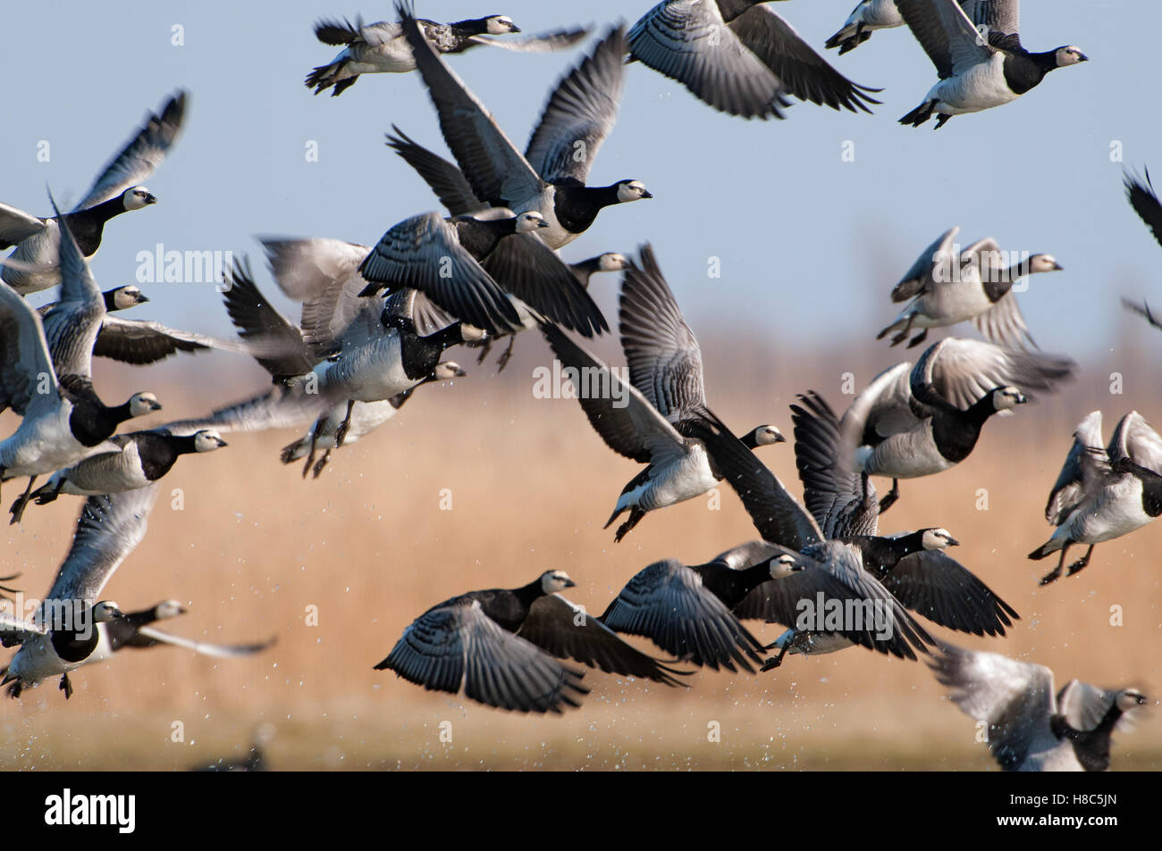 Barnacle Goose (Branta leucopsis) group flying Stock Photo - Alamy
