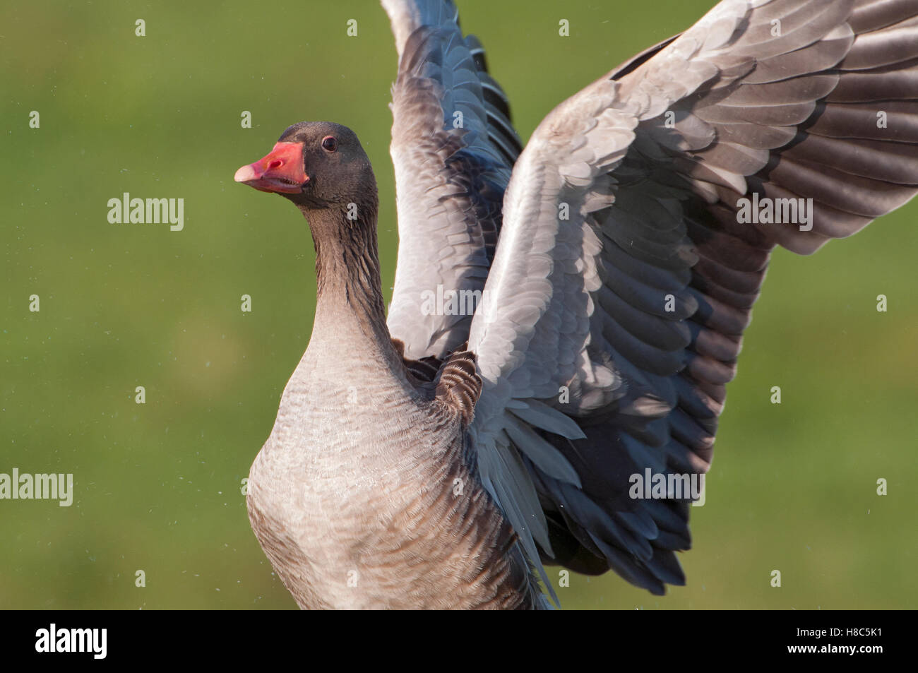 Greylag Goose (Anser anser) flapping wings Stock Photo - Alamy