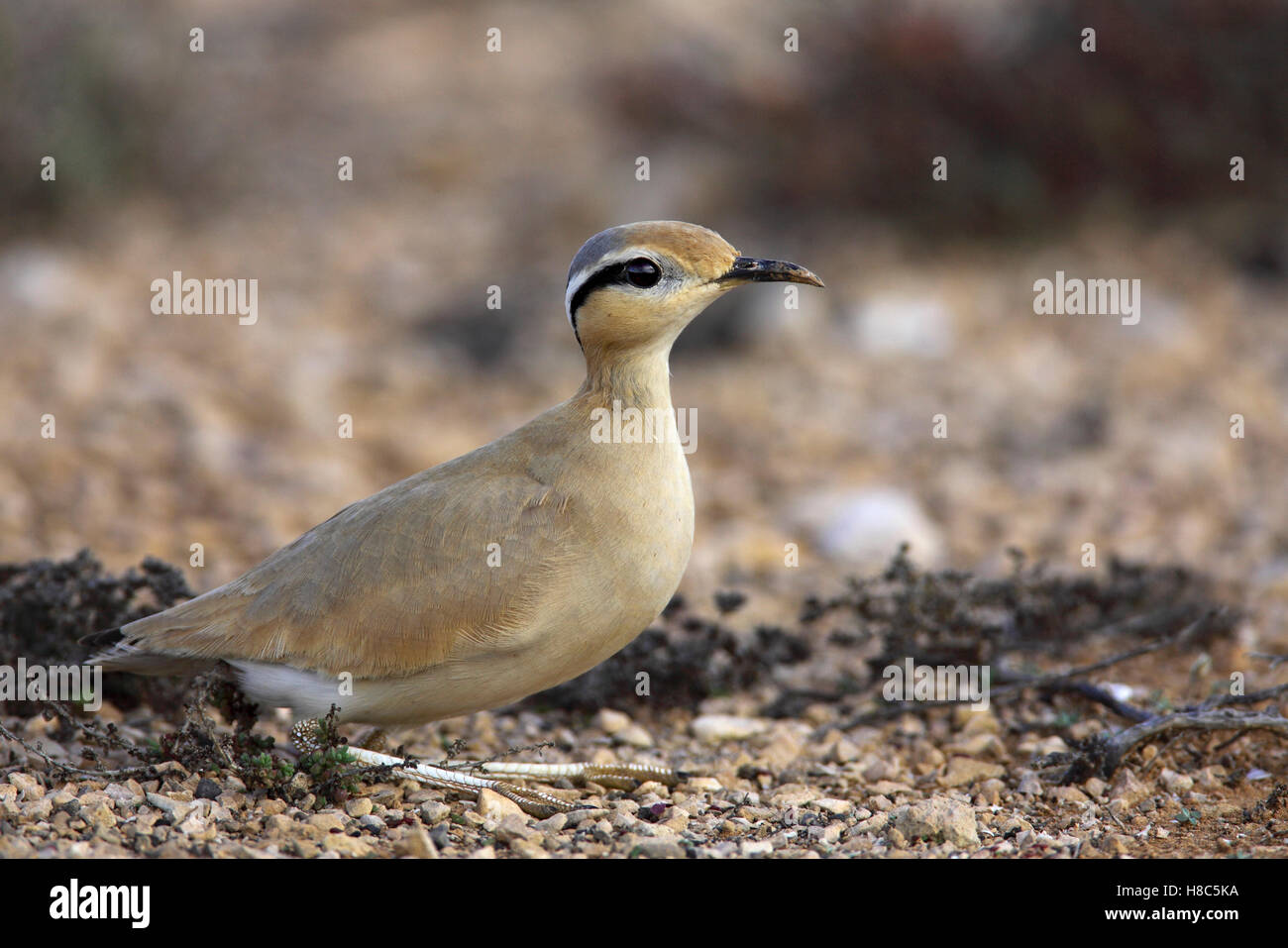 Cream-colored Courser (Cursorius cursor), Fuerteventura, Canary Islands ...