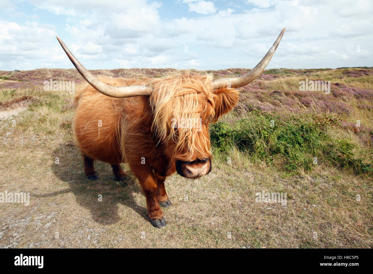 Domestic Cattle (Bos taurus) on heath, De Bollekammer Nature Reserve ...
