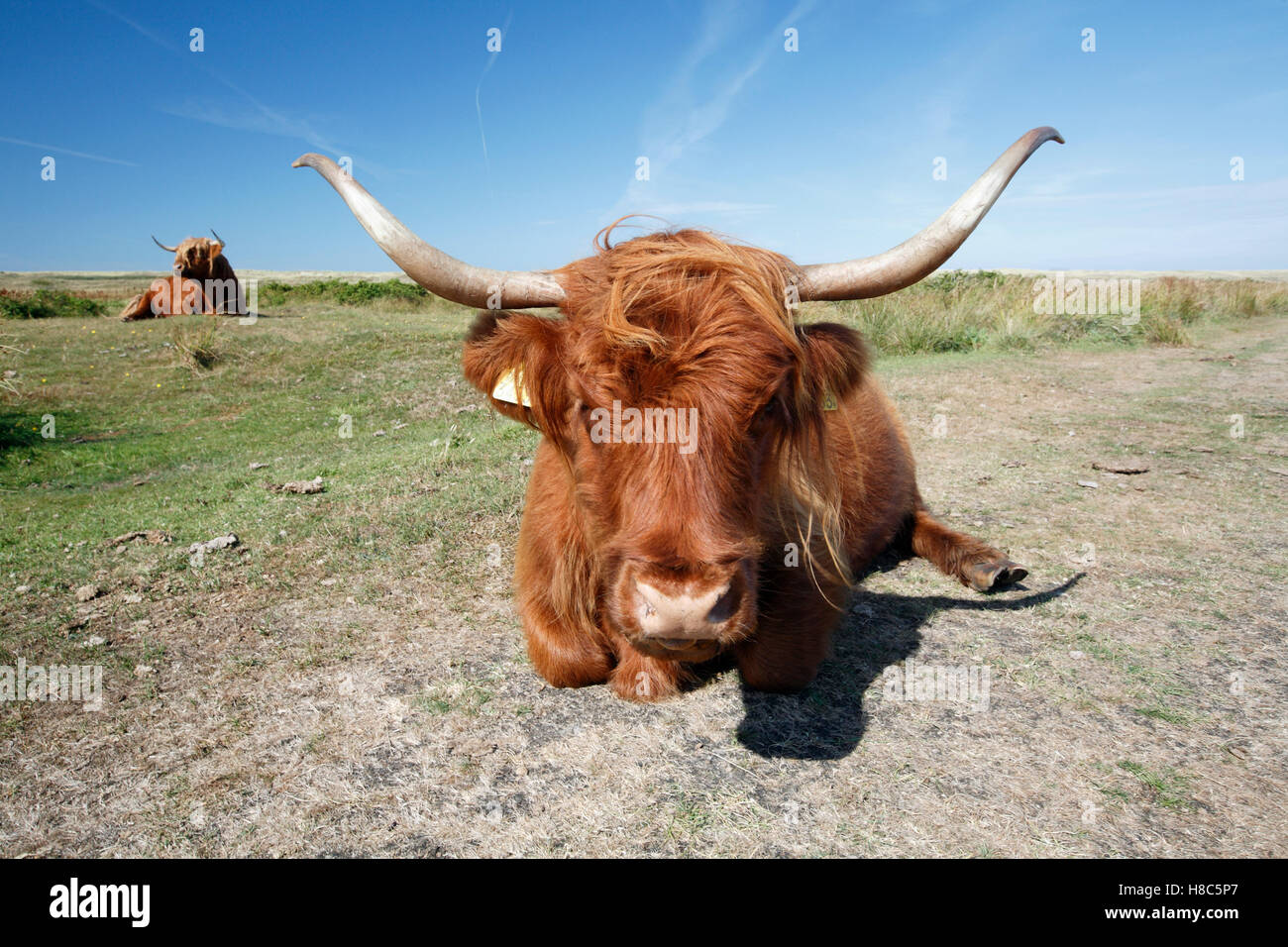 Domestic Cattle (Bos taurus) on heath, De Bollekammer Nature Reserve ...