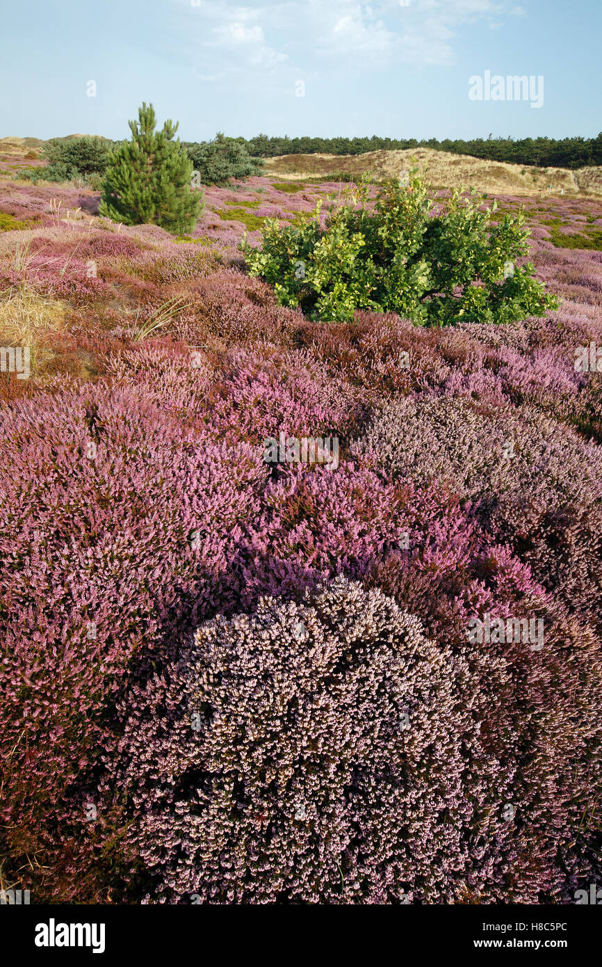 Heather (Calluna vulgaris) in dune landscape Stock Photo - Alamy