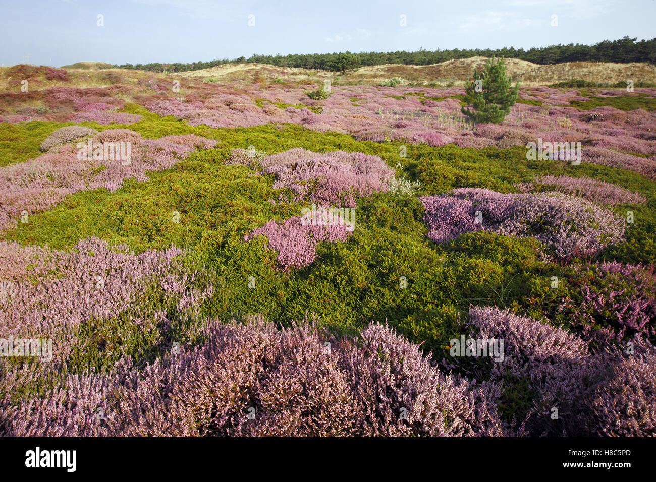 Heather (Calluna vulgaris) in dune landscape Stock Photo - Alamy