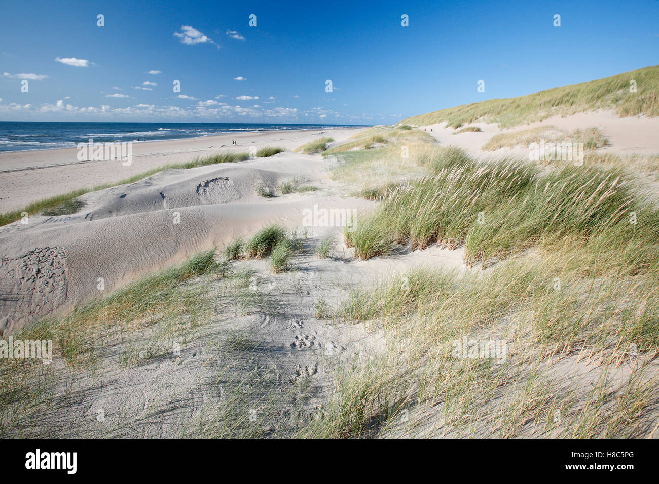 European Beachgrass (Ammophila arenaria) in the dunes Stock Photo - Alamy