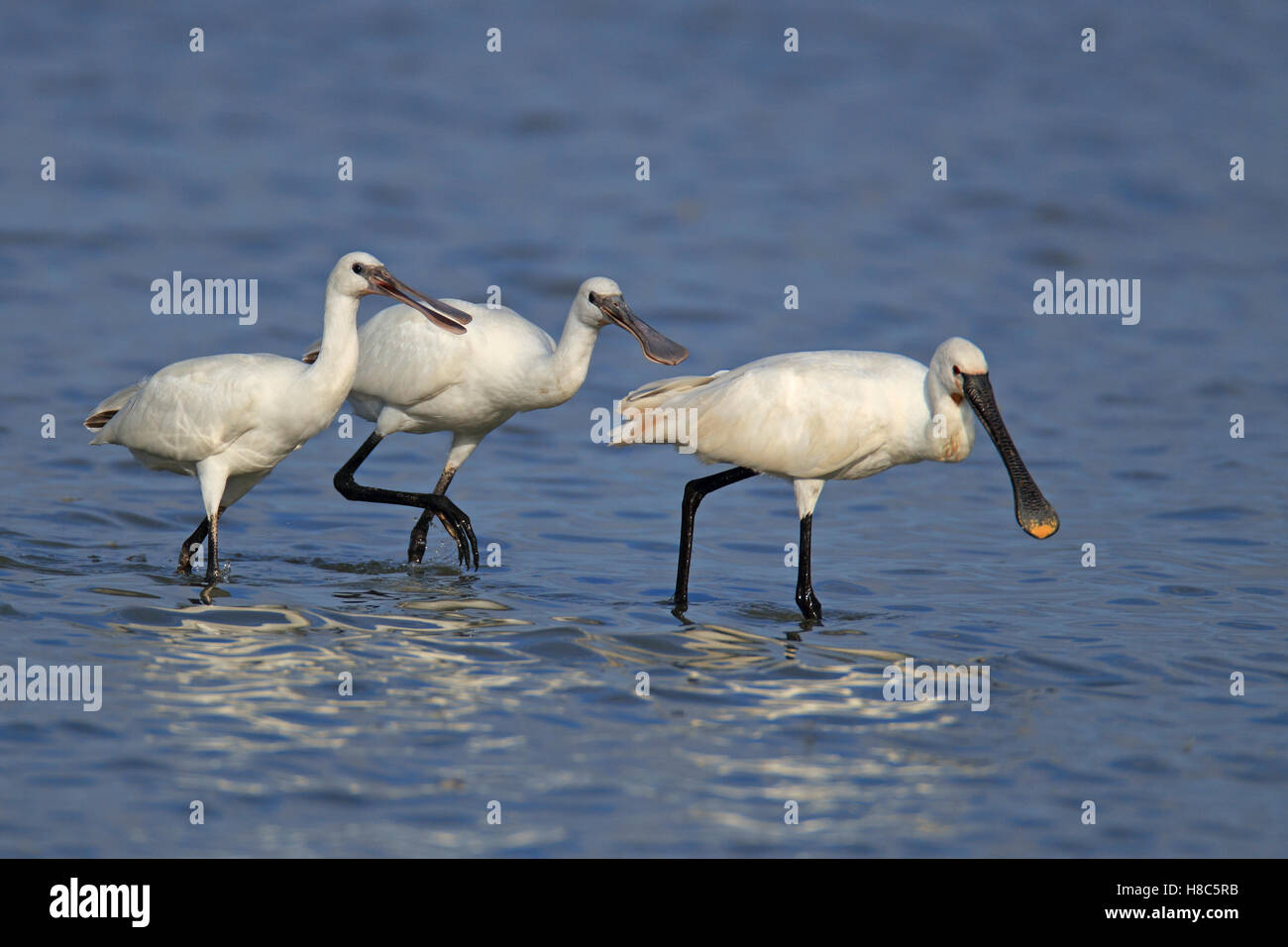 Eurasian Spoonbill (Platalea leucorodia) female and pair of juveniles ...