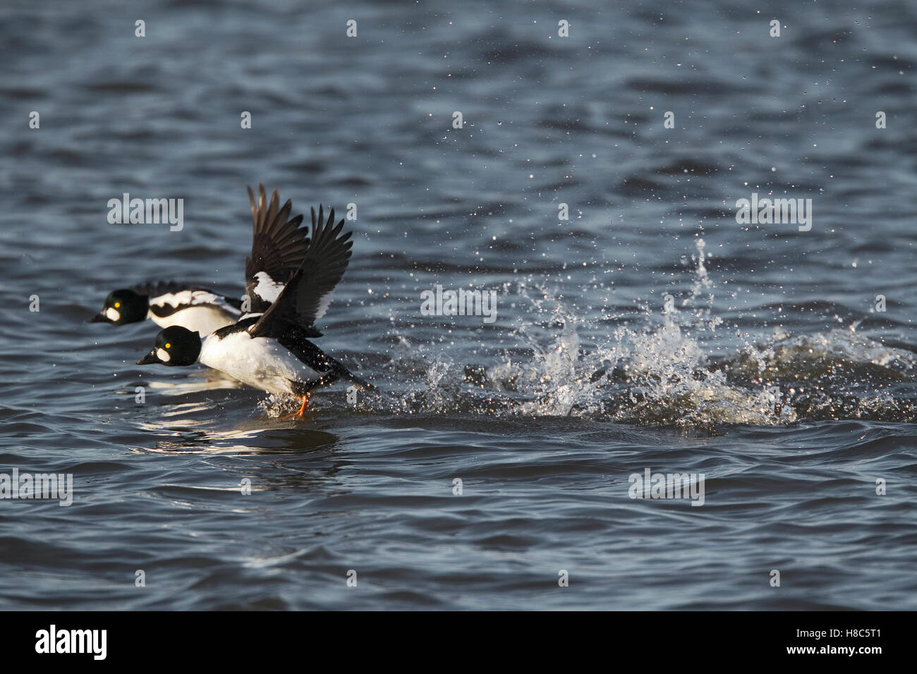 Common Goldeneye (Bucephala clangula) drakes taking flight Stock Photo ...