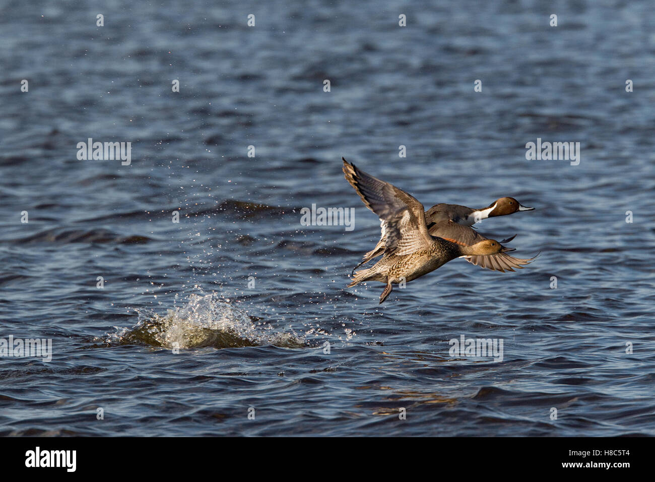 Northern Pintail (Anas acuta) duck male and female taking flight Stock ...