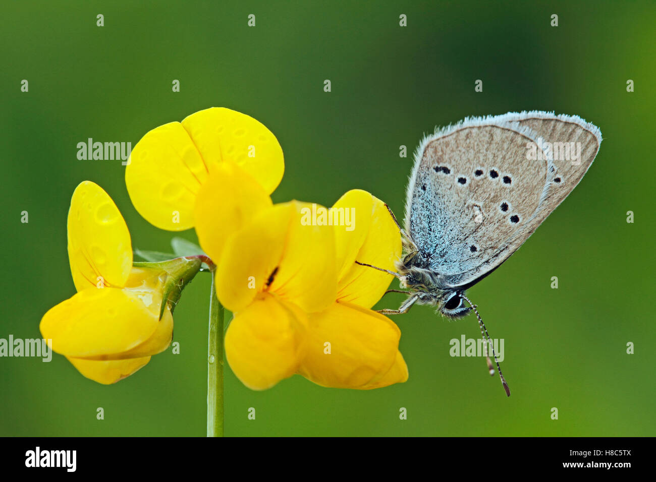 Mazarine Blue (Cyaniris semiargus) butterfly Stock Photo - Alamy
