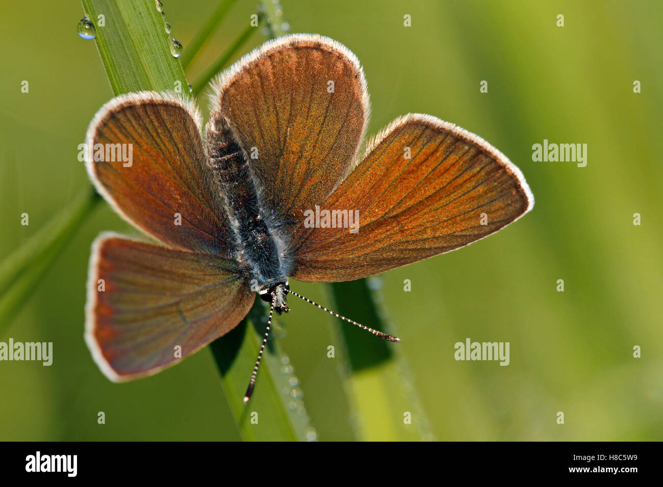 Mazarine Blue (Cyaniris semiargus) butterfly Stock Photo - Alamy