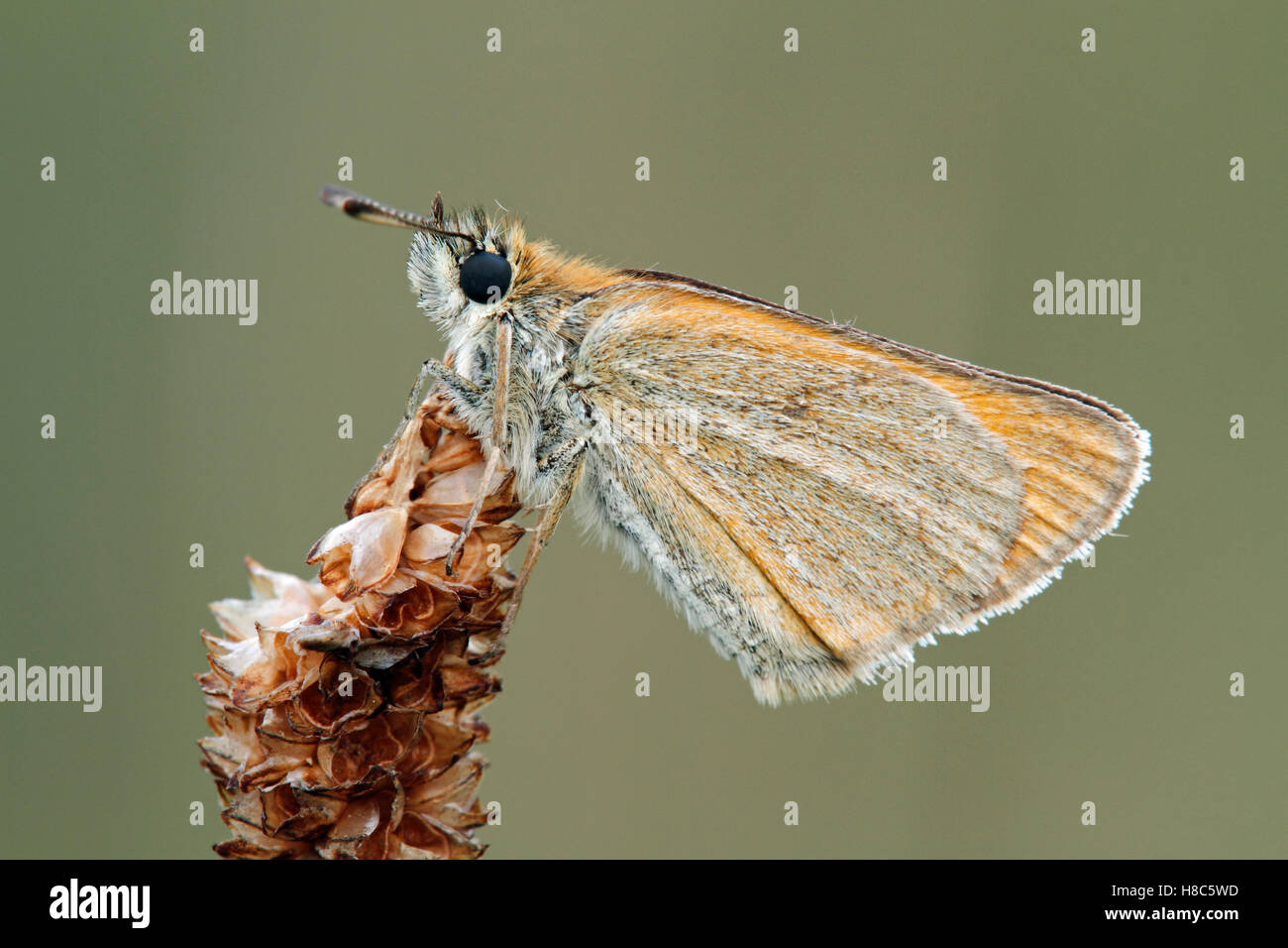 European Skipper (Thymelicus lineola) butterfly Stock Photo - Alamy