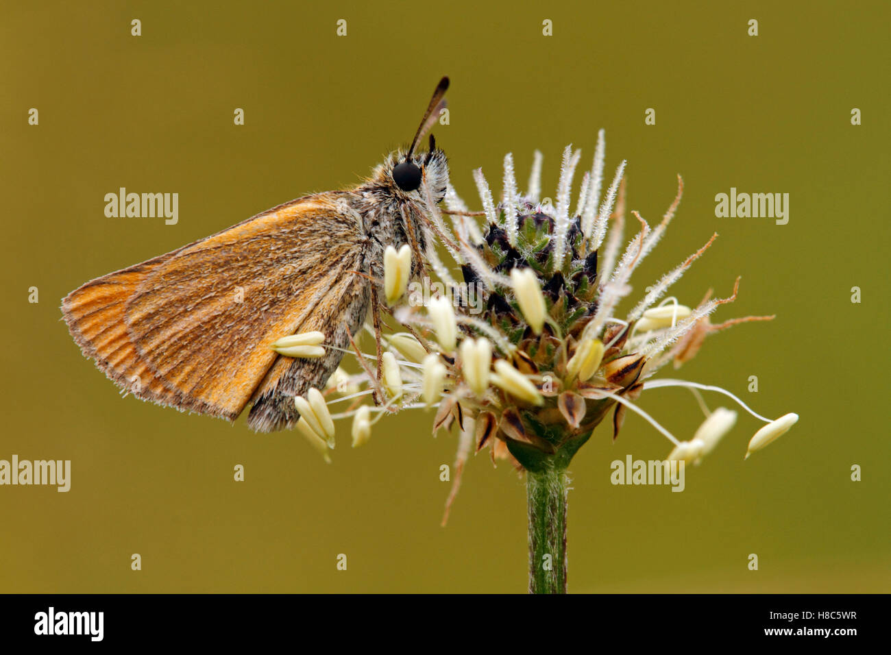 European Skipper (Thymelicus lineola) butterfly Stock Photo - Alamy