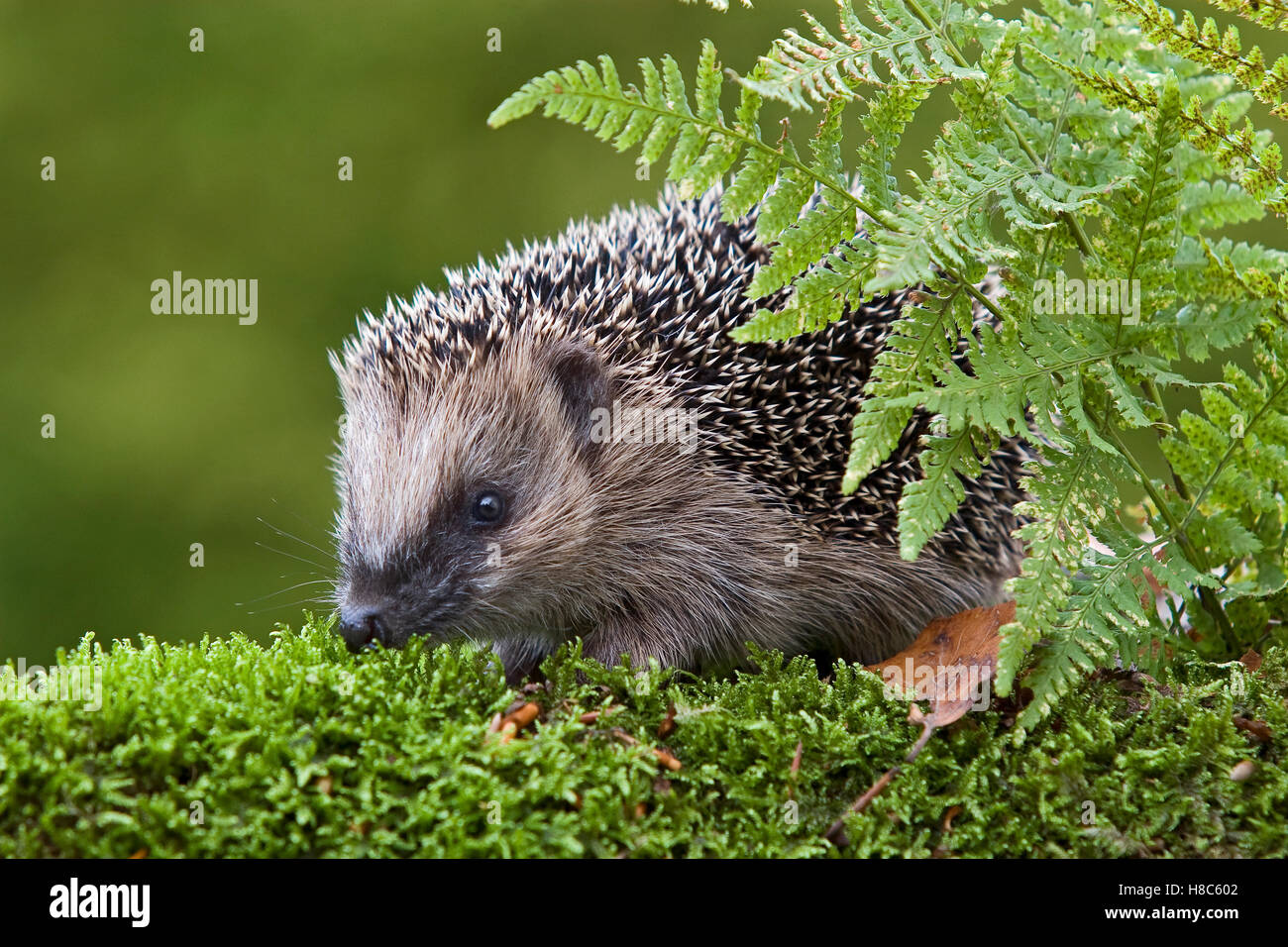 Brown-breasted Hedgehog (Erinaceus europaeus) behind a fern ...