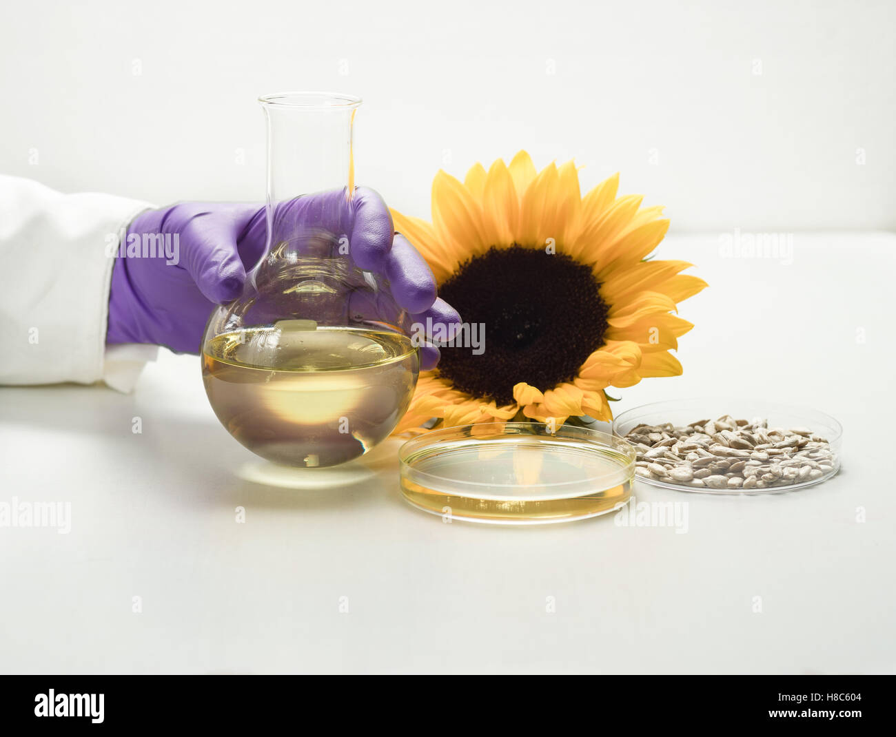 Analysis of sunflower oil in laboratory Stock Photo - Alamy