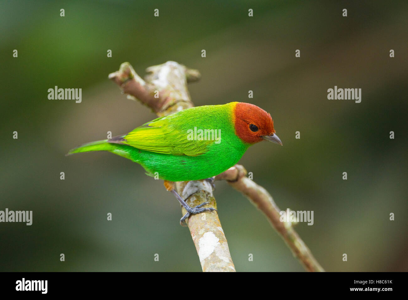 Bay-headed Tanager (Tangara gyrola), Venezuela Stock Photo - Alamy