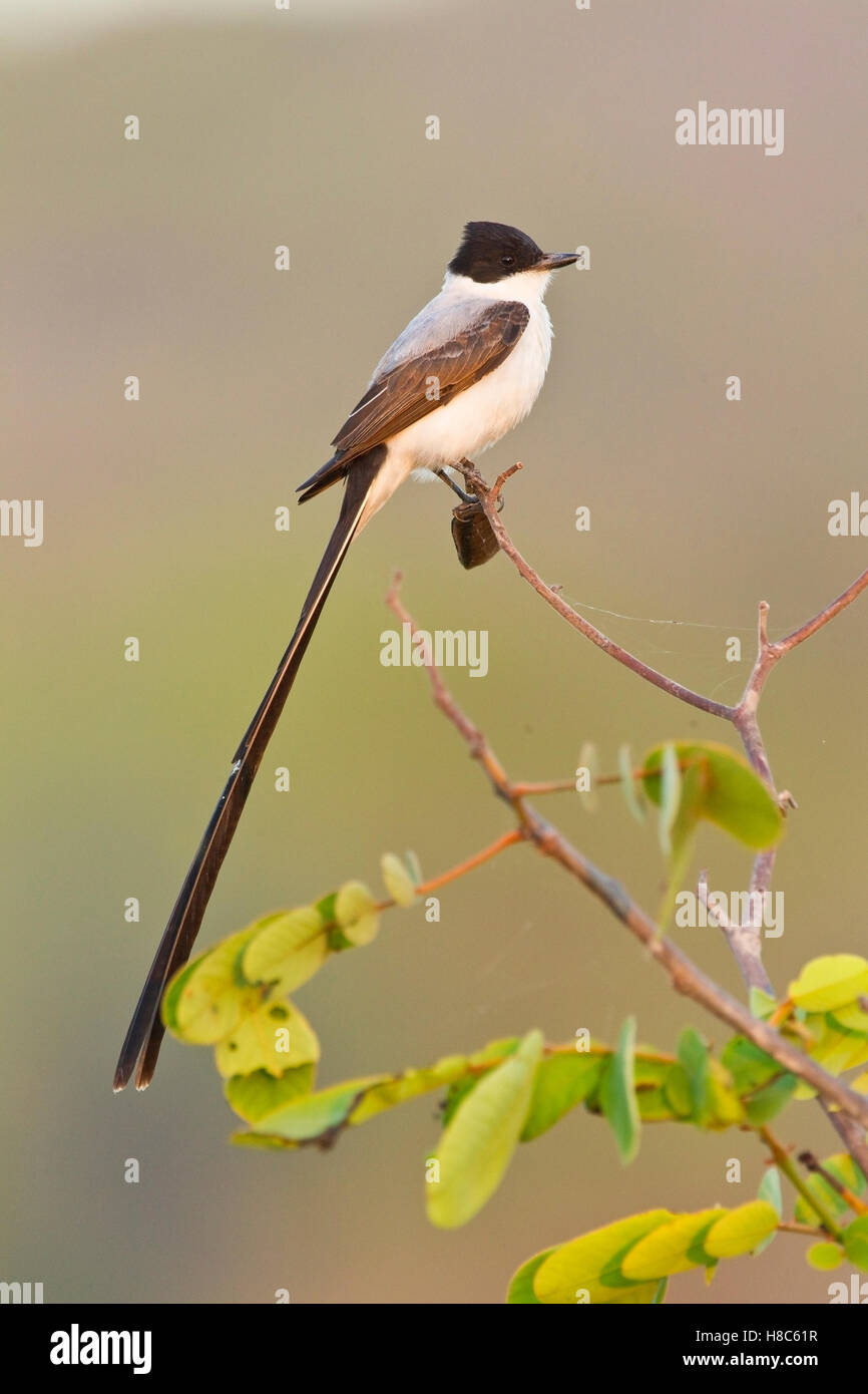 Fork-tailed Flycatcher (Tyrannus savana), Venezuela Stock Photo - Alamy