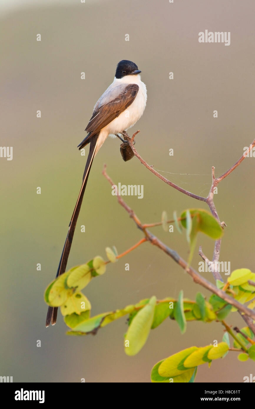 Fork-tailed Flycatcher (Tyrannus savana), Venezuela Stock Photo - Alamy