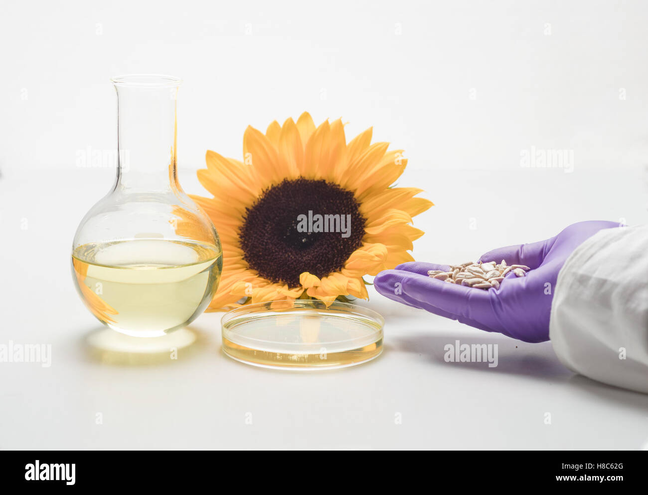 Analysis of sunflower oil in laboratory Stock Photo - Alamy