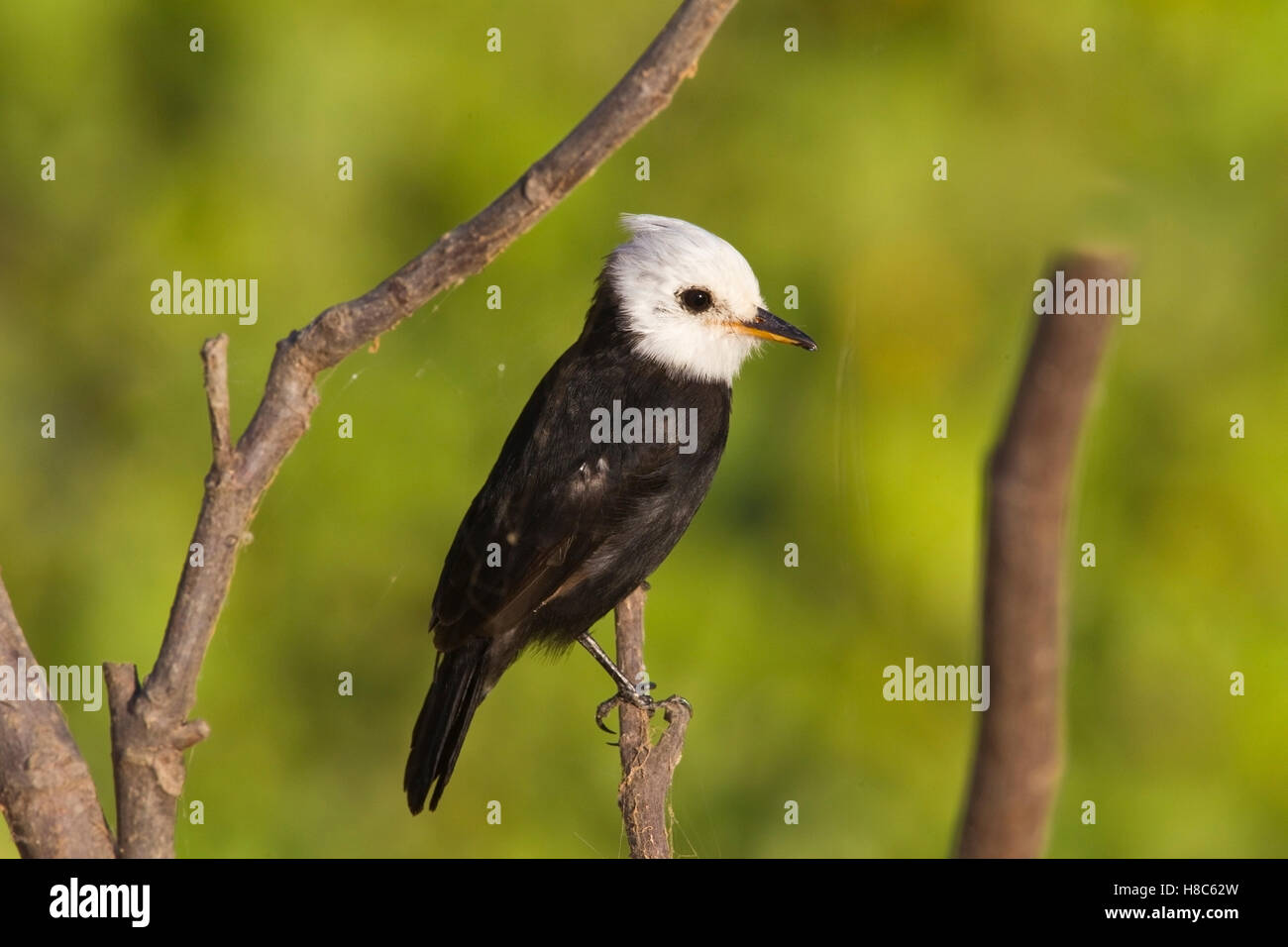 White-headed Marsh-Tyrant (Arundinicola leucocephala), Venezuela Stock ...