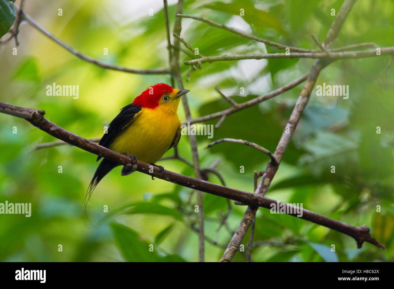 Wire-tailed Manakin (Pipra filicauda), Venezuela Stock Photo - Alamy