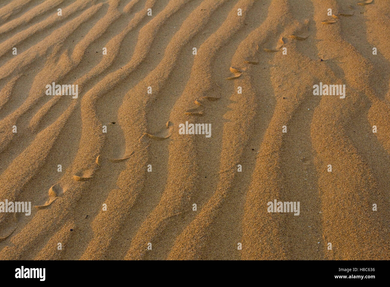 Snake track through desert, Medanos De Coro National Park, Venezuela ...